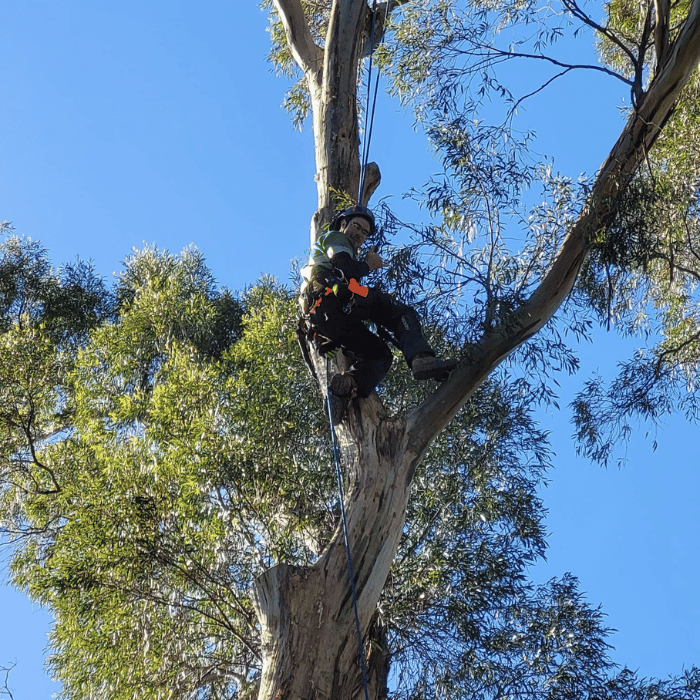 Expert Arborists in Tasmania | Andrew's Tree Care