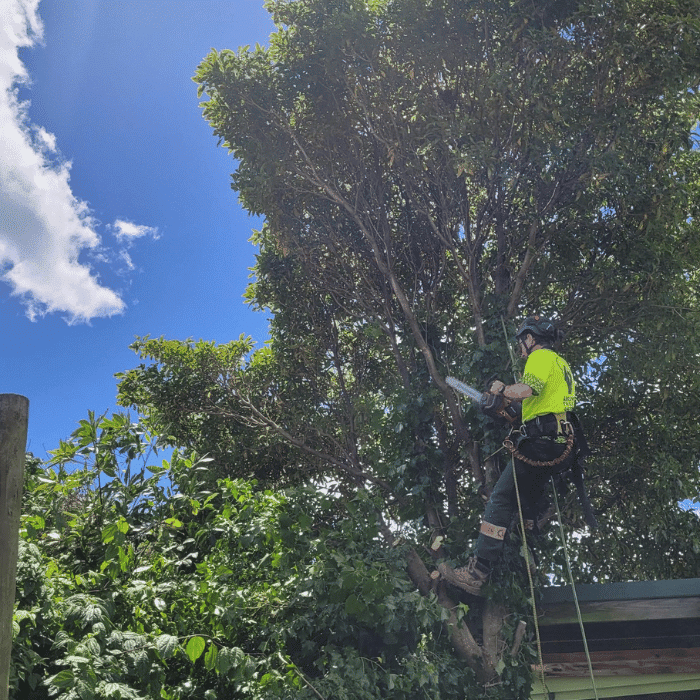 Expert Arborists in Tasmania | Andrew's Tree Care