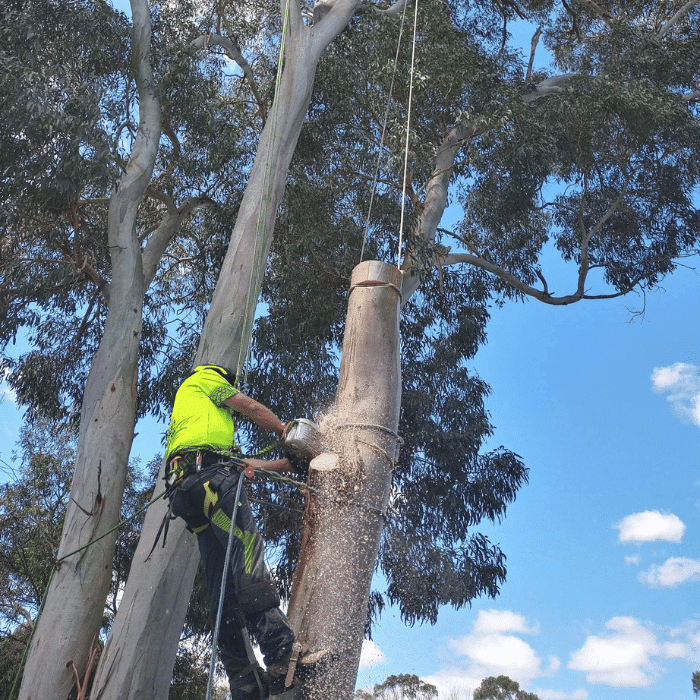 Expert Arborists in Tasmania | Andrew's Tree Care